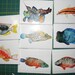Reef Fish Notecards- Series 8 - Etsy