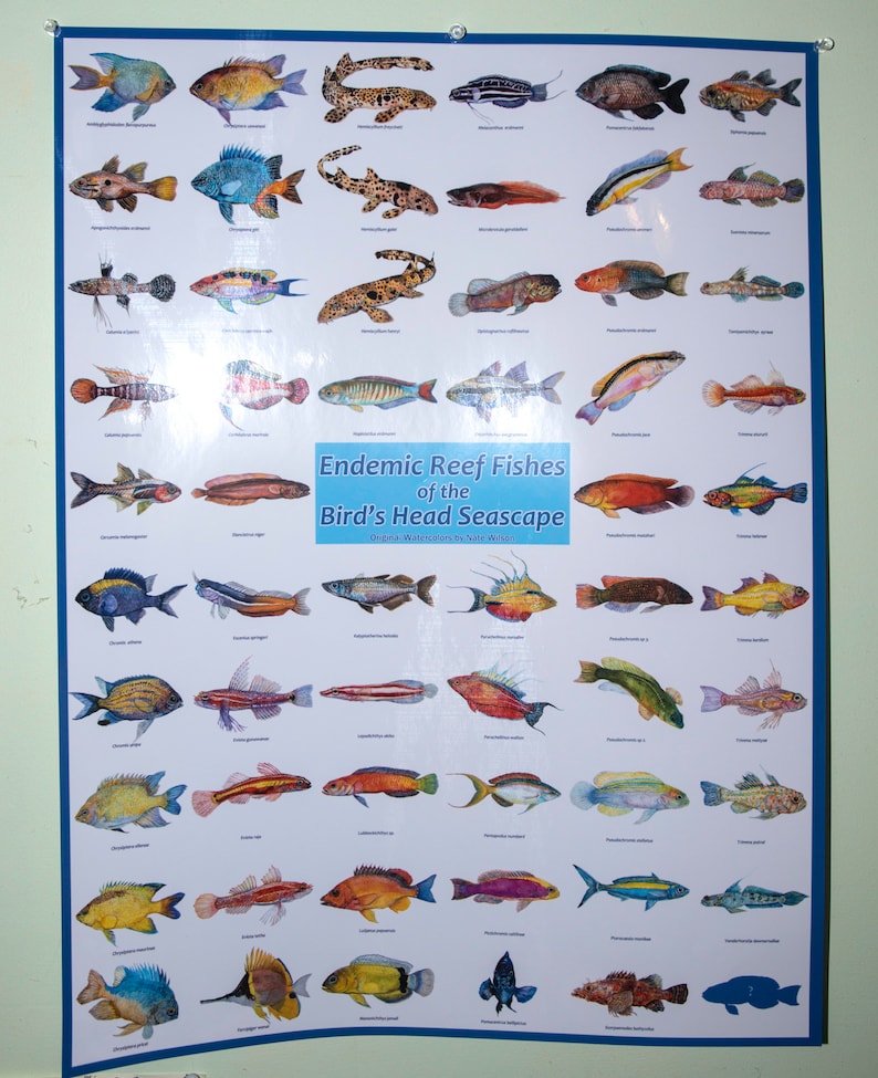 Endemic Reef Fish of the Birds Head Seascape Poster - Etsy