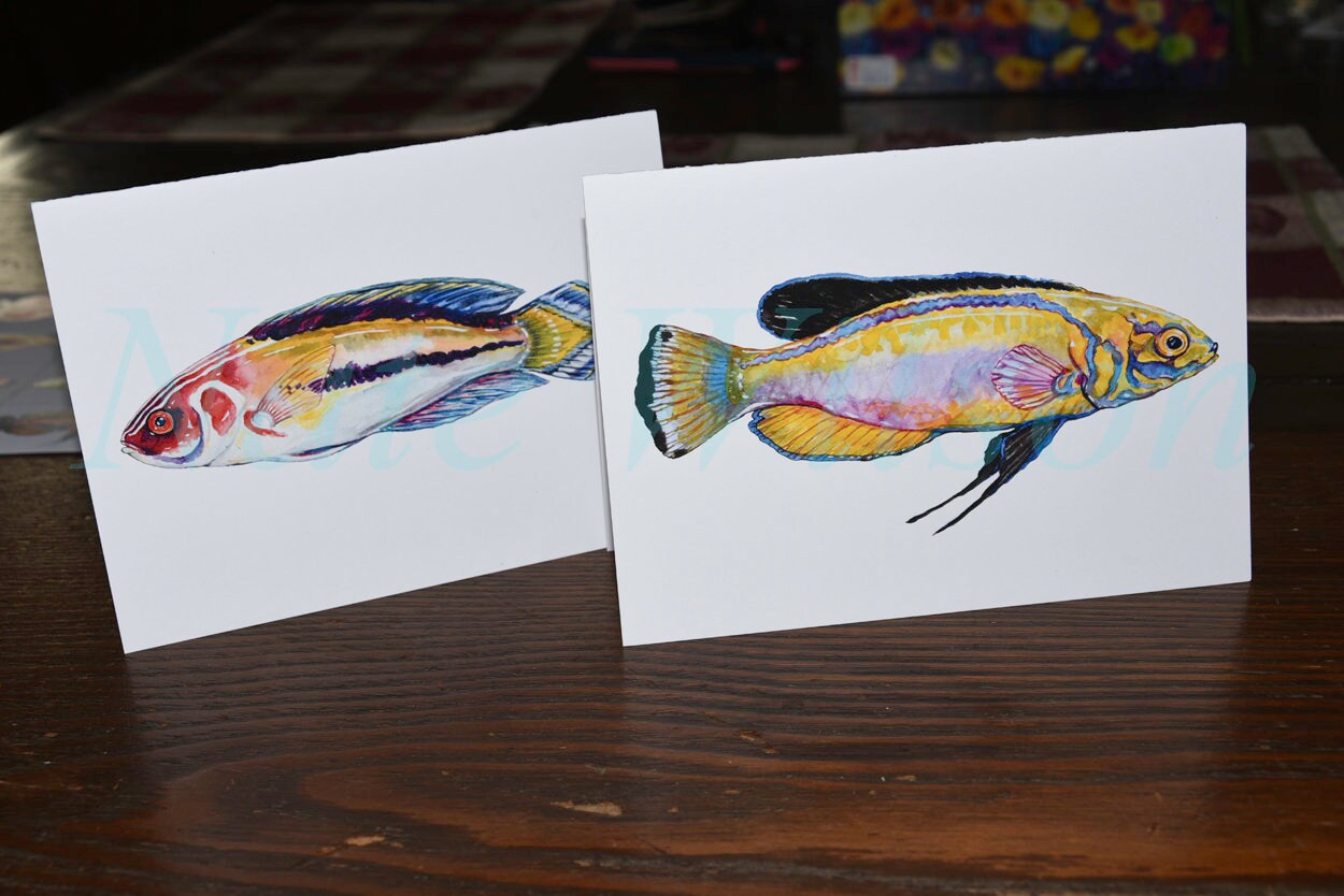Reef Fish Notecards-wrasses - Etsy
