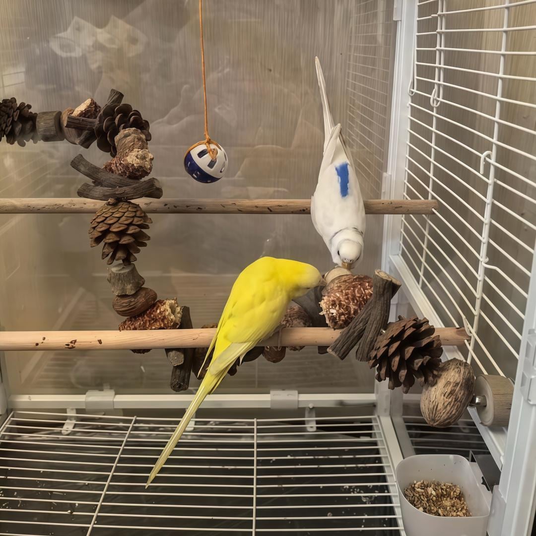 Handmade Natural Nut & Wood Parrot Chew Toy | Hanging Foraging ...