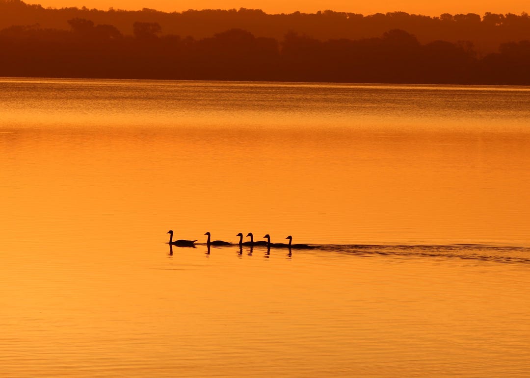Geese on Water Iowa - Etsy