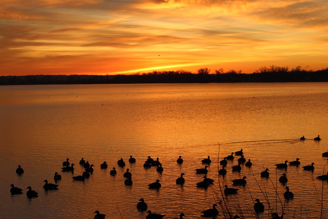 Geese at Sunrise Iowa - Etsy