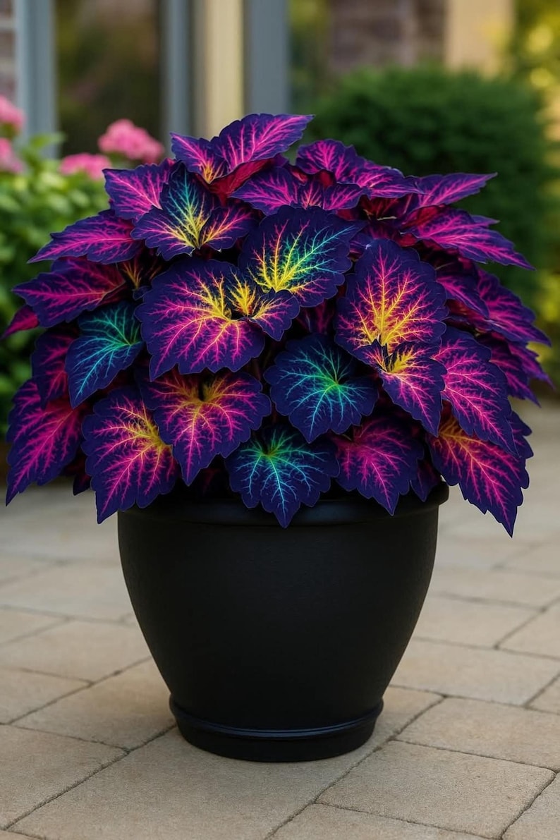 Coleus Rainbow Seeds – Mixed Perennial Foliage Plant - Etsy