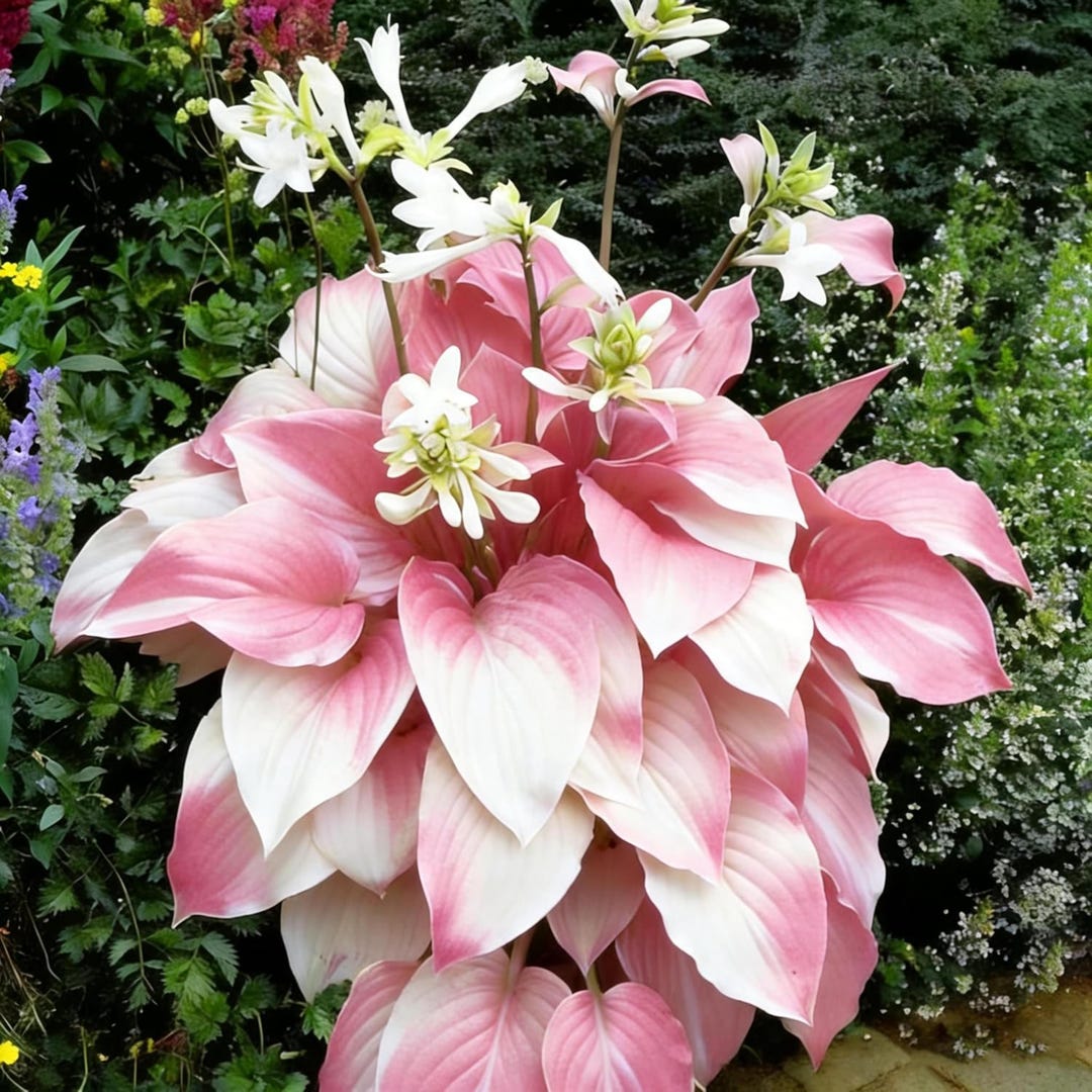 Pink Hosta Seeds – Rare Perennial Flowering Plant - Etsy