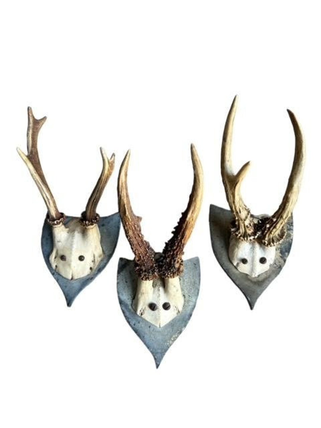 Roe Deer Trophies Set of 3 Rustic Shabby Chic Rd23 - Etsy