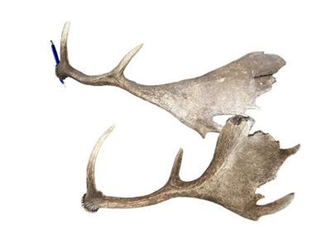 Fallow Antlers for Holiday or Art Project - Etsy