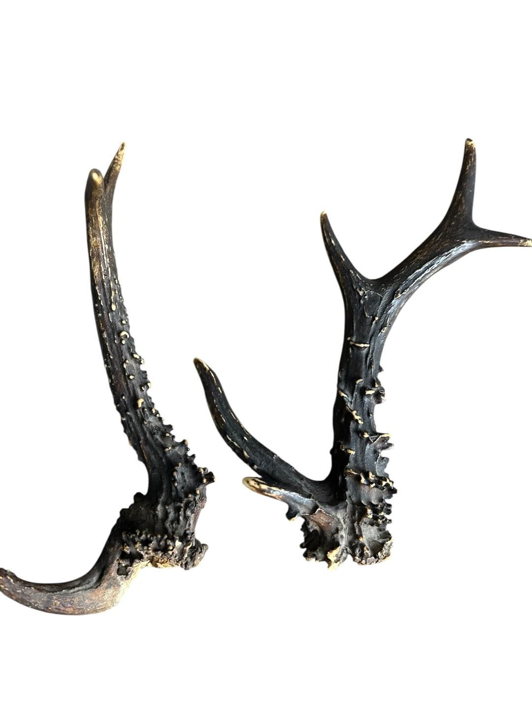 2 Roe Deer Antlers 2a - Etsy