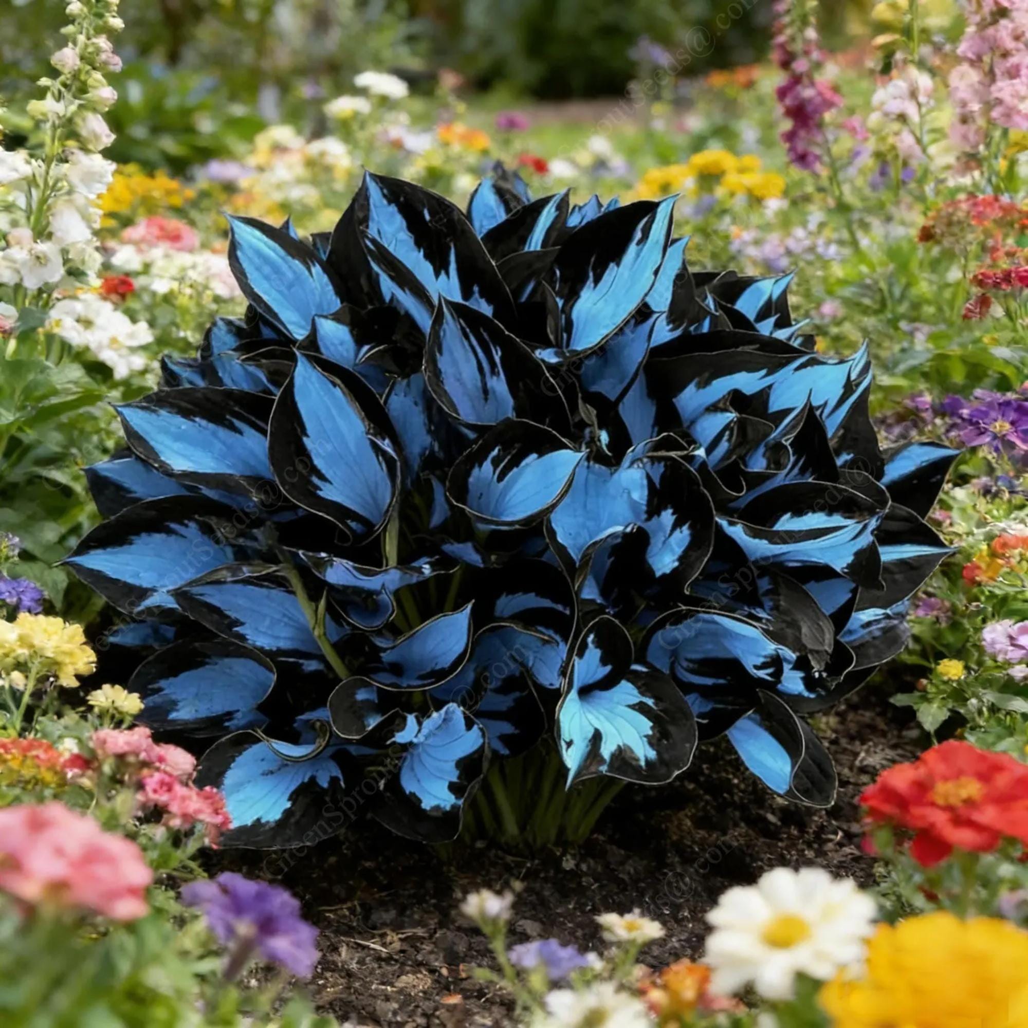 Rare Variegated Blue Hosta Seeds Shade-loving Perennial Indoor Outdoor ...