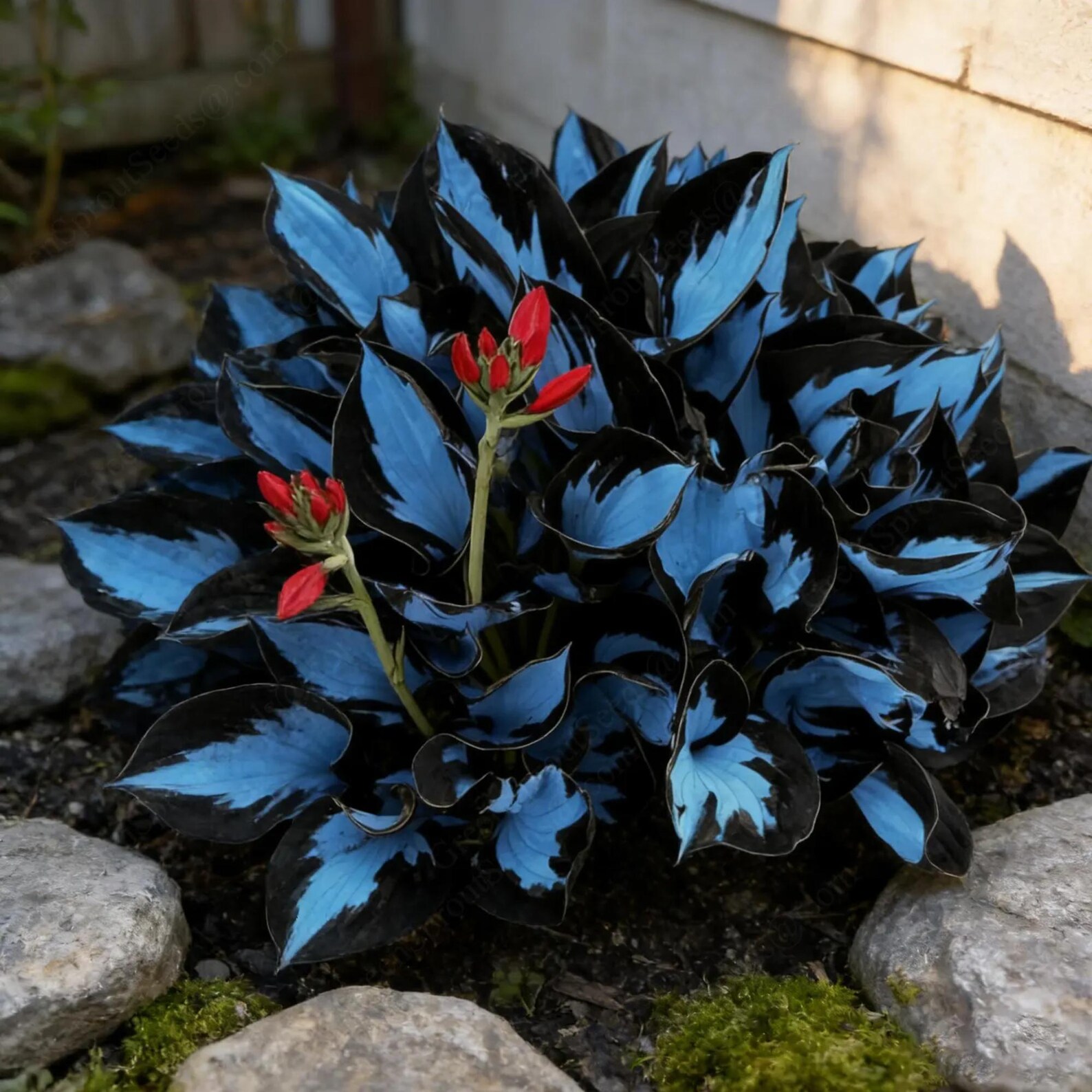 Rare Variegated Blue Hosta Seeds Shade-loving Perennial Indoor Outdoor ...