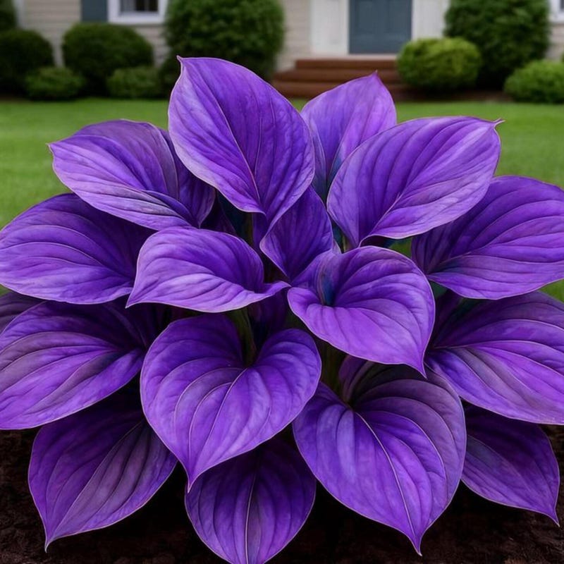 Premium Rare Hosta Seeds - Etsy