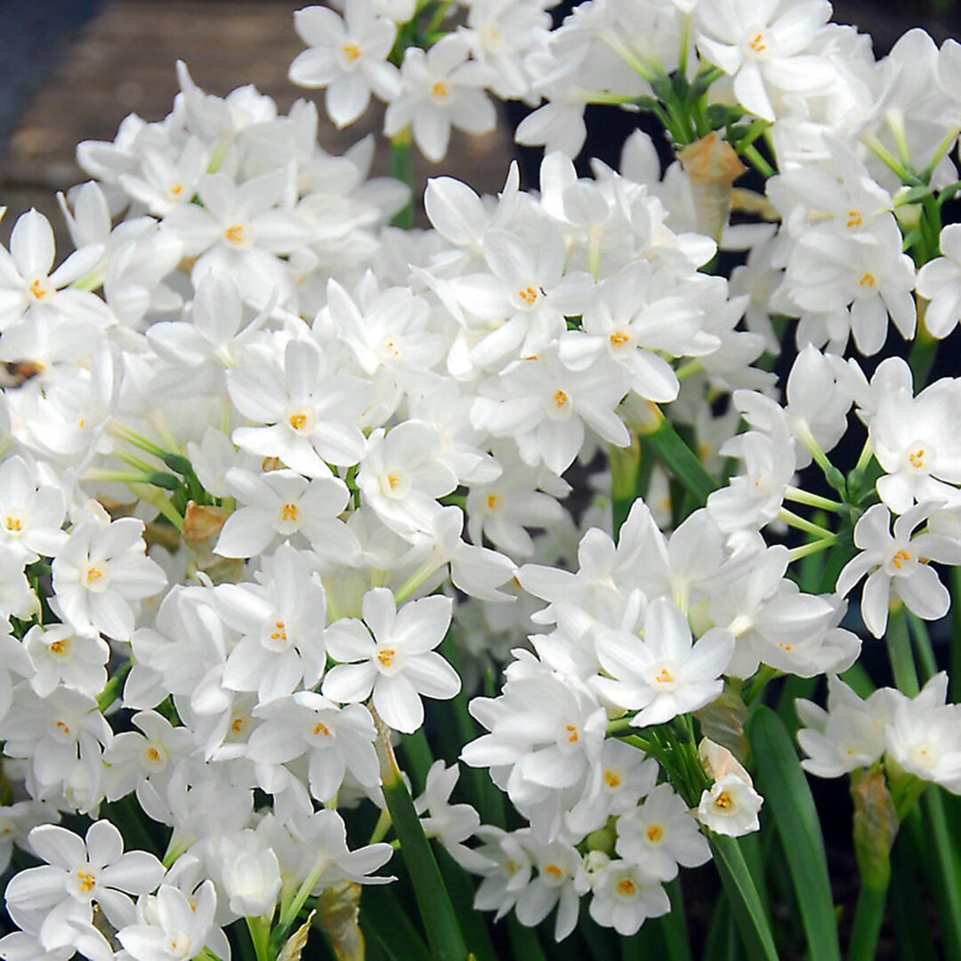 Paperwhite Narcissus Bulb Fragrant White Indoor Holiday Winter Blooming ...