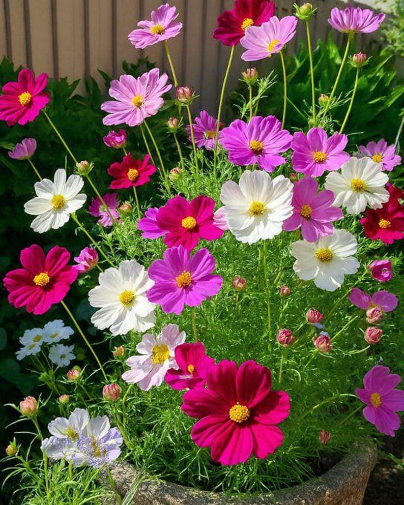 Mixrug 300pcs Mixed Cosmos Seeds Rare Perennial Flower Seeds Non GMO ...
