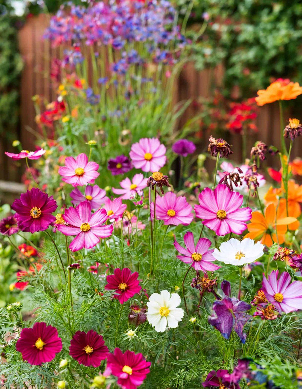 Mixrug 300pcs Mixed Cosmos Seeds Rare Perennial Flower Seeds Non GMO ...