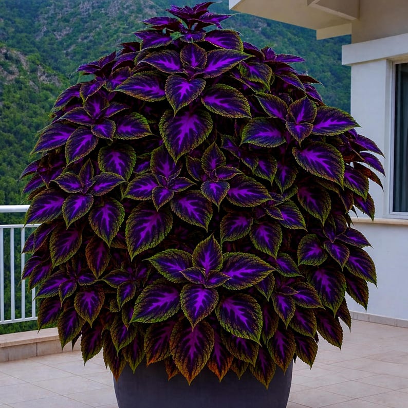 Black Purple Coleus Calathea Type Seeds | Bold Foliage - Etsy