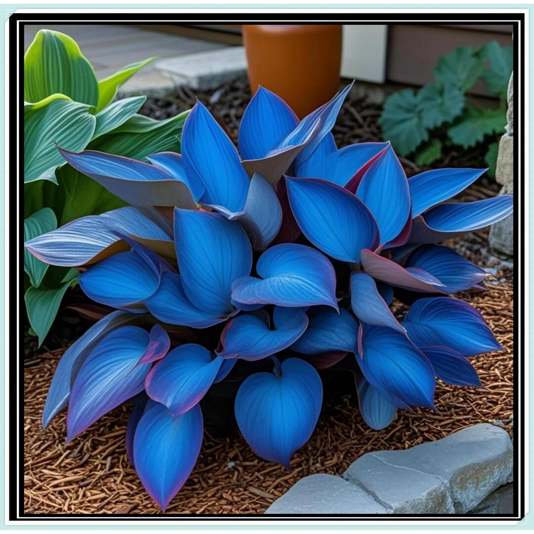 Blue Calathea Type Hosta Seeds – 200+ Perennial Shade Garden Plant - Etsy