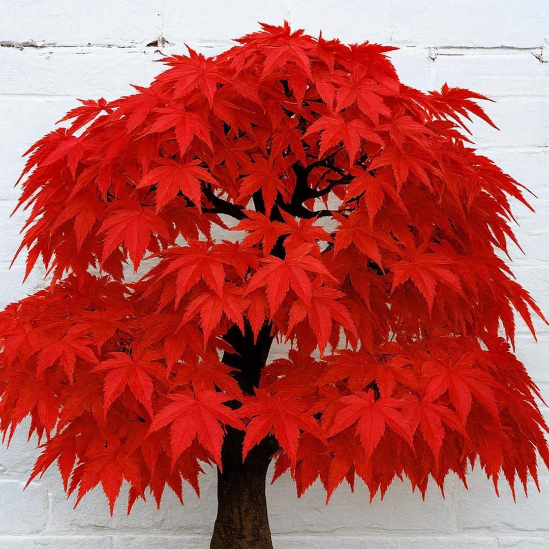 Japanese Red Maple Seeds | Rare Bonsai Tree - Etsy