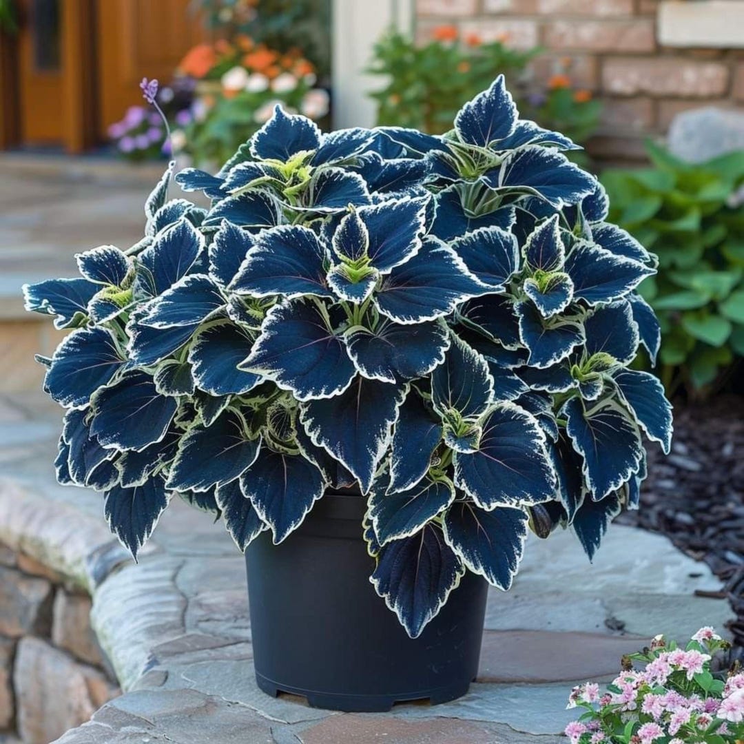 Gray Calathea Type Hosta Seeds | Perennial Shade Garden - Etsy