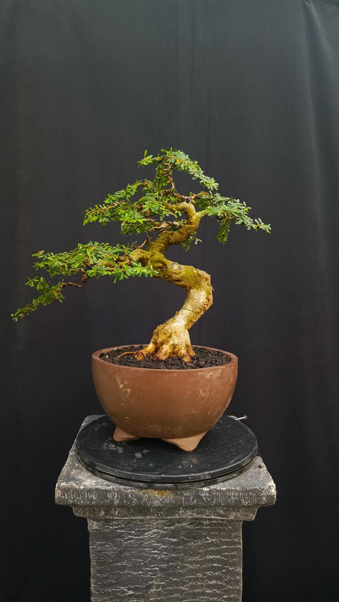 Actual Plant Bonsai Blue Bell || Tree Beauty - Etsy