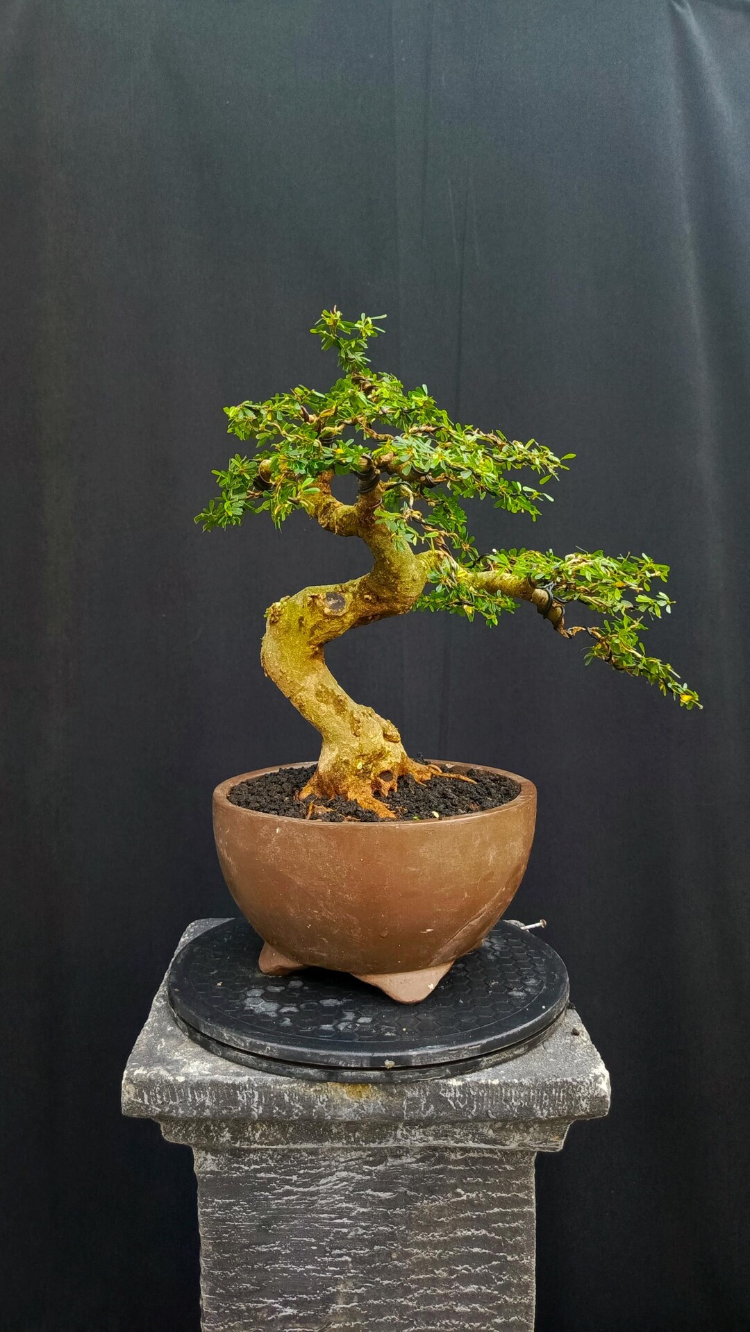 Actual Plant Bonsai Blue Bell || Tree Beauty - Etsy