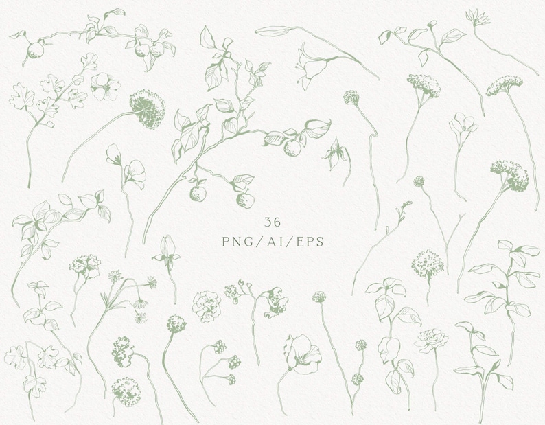 Fine Line flowers, Linear Style Botanical Illustration (PNG, AI, EPS ...
