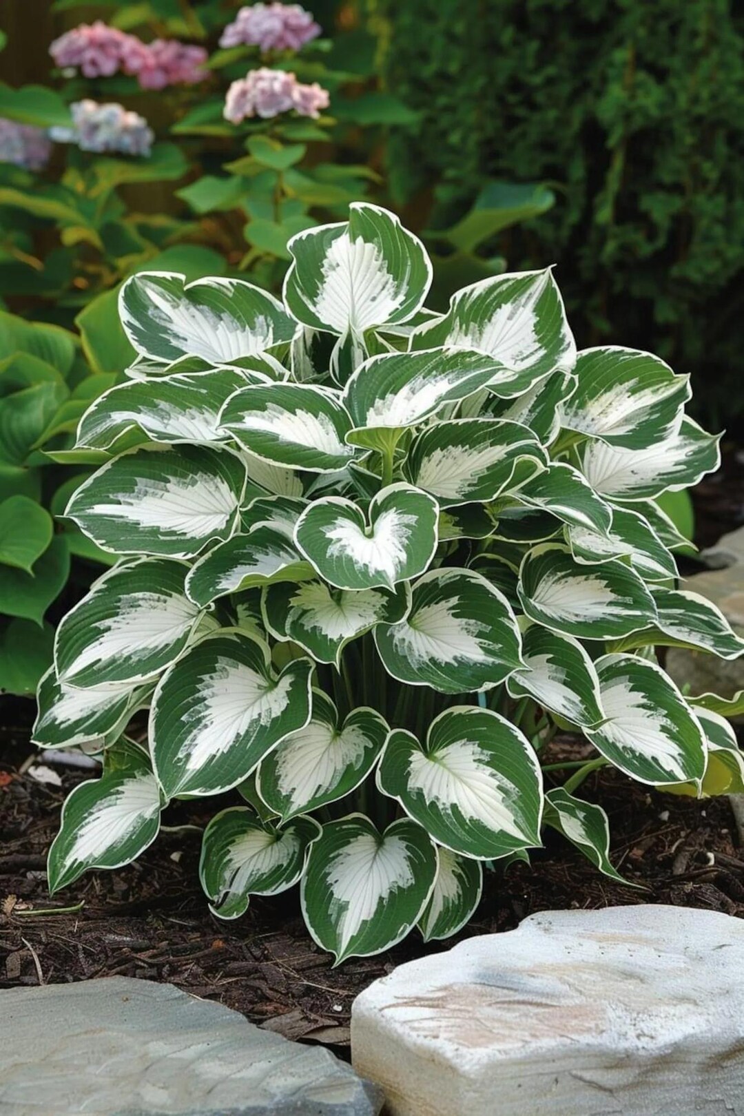 150+ Mixed Color Hosta Seeds Perennial Non-gmo Garden Bonsai Plant ...