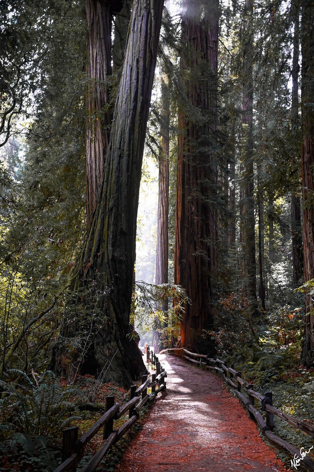 California Redwoods Photo Print 8x10 - Home Decor, Wallpaper, Etc. - Etsy