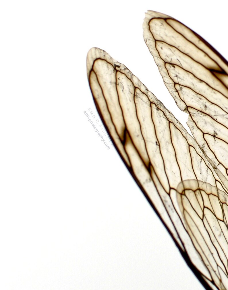 Cicada Wings #4, Cicada Photography, Cicada Art, Minimalist Art ...