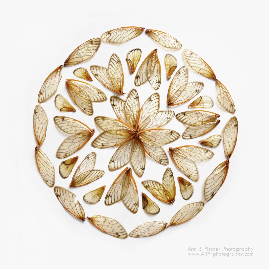 Cicada Mandala, Cicada Wings #2, Insect Wing Pattern, Circle Design ...