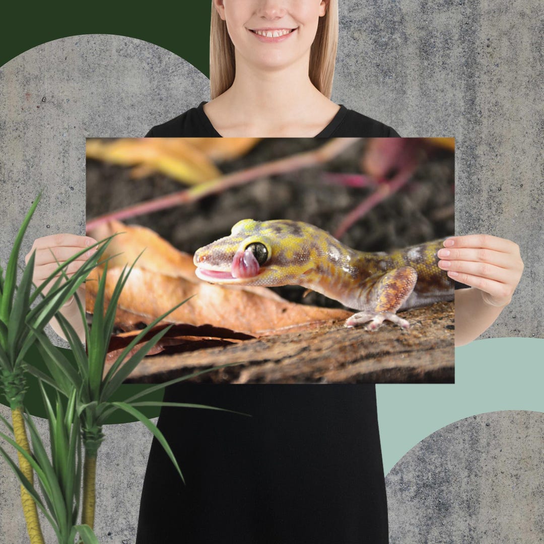 Marbled Velvet Gecko Art Print | Australian Wildlife Photography - Etsy