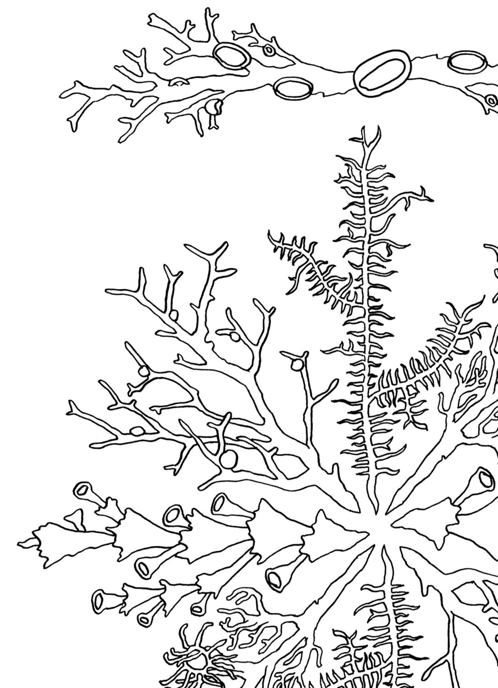 Lichen Drawing Easy Sketch Coloring Page