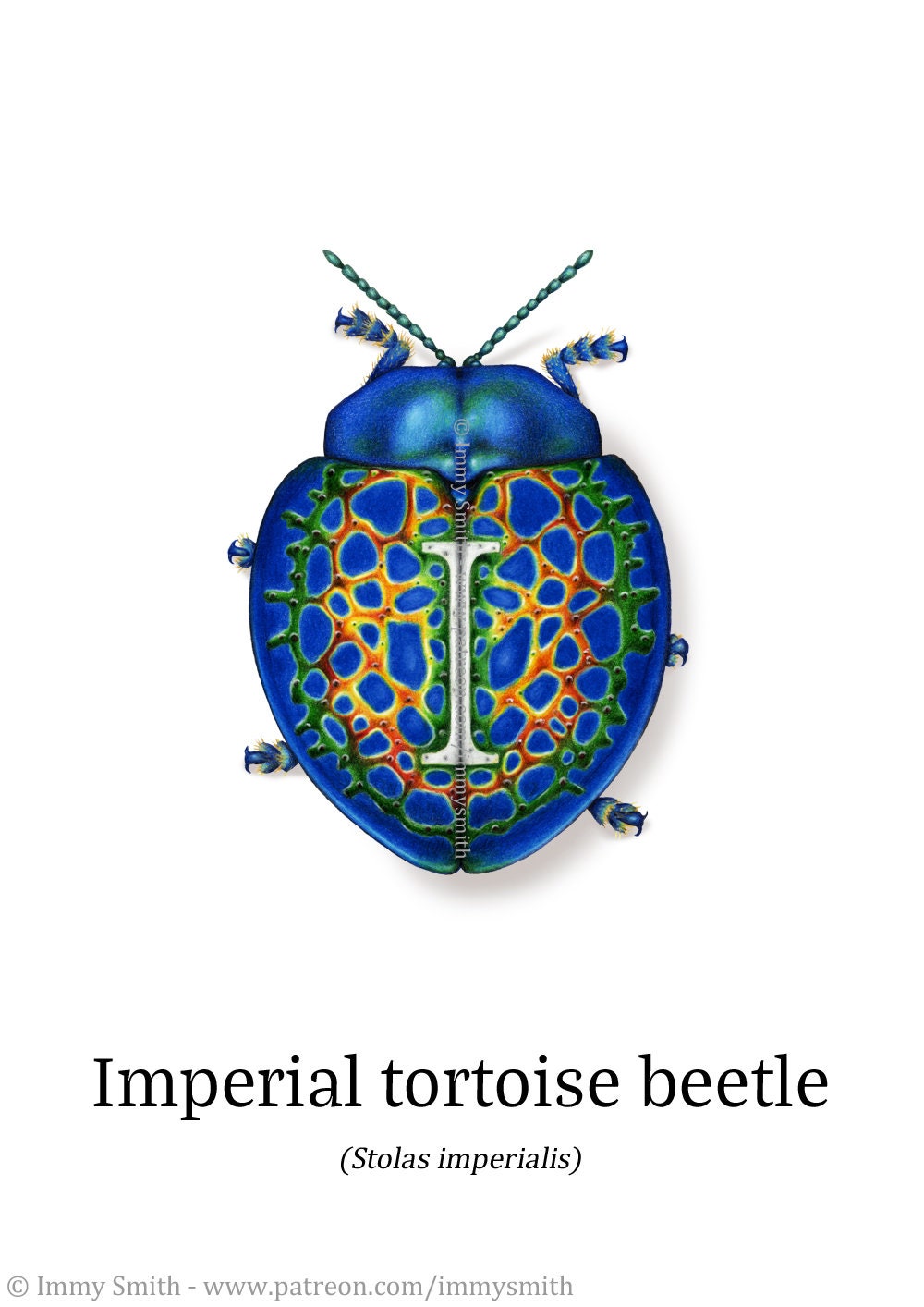 Alphabeetles A4 Individual Letter Matte Prints Limited Edition Sciart ...