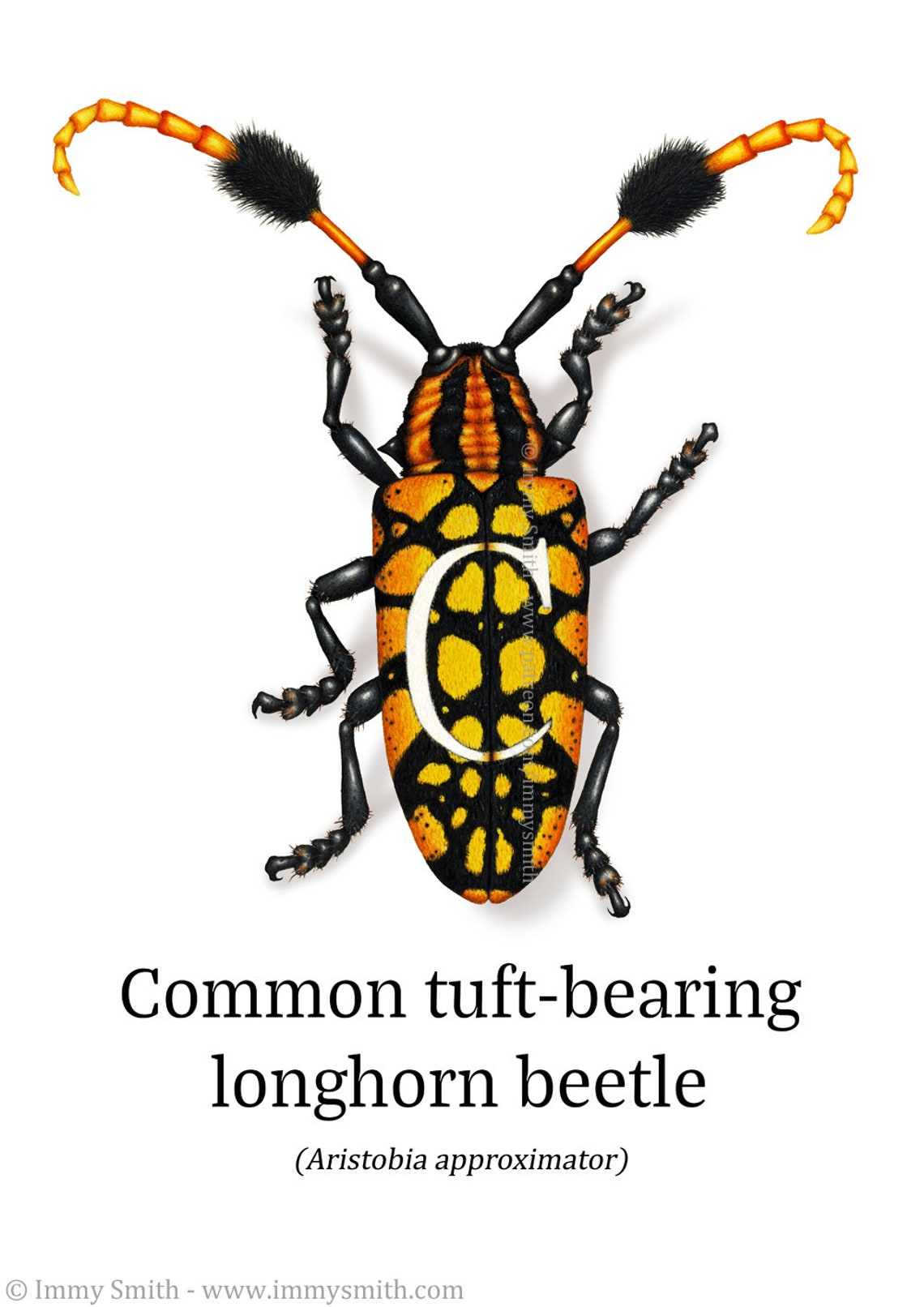 Alphabeetles A4 Individual Letter Matte Prints Limited Edition Sciart ...