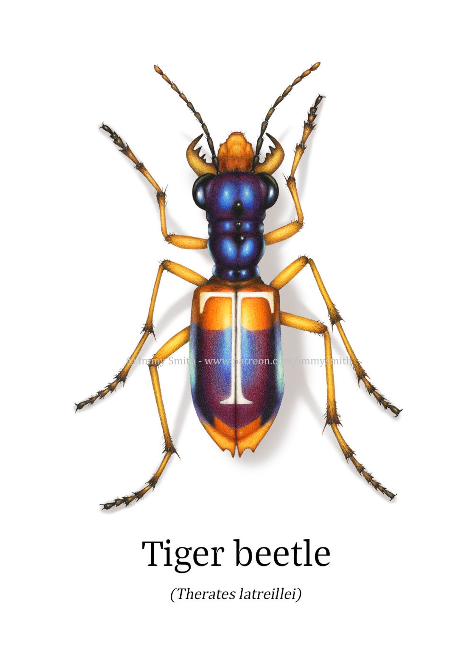 Alphabeetles A4 Individual Letter Matte Prints Limited Edition Sciart ...