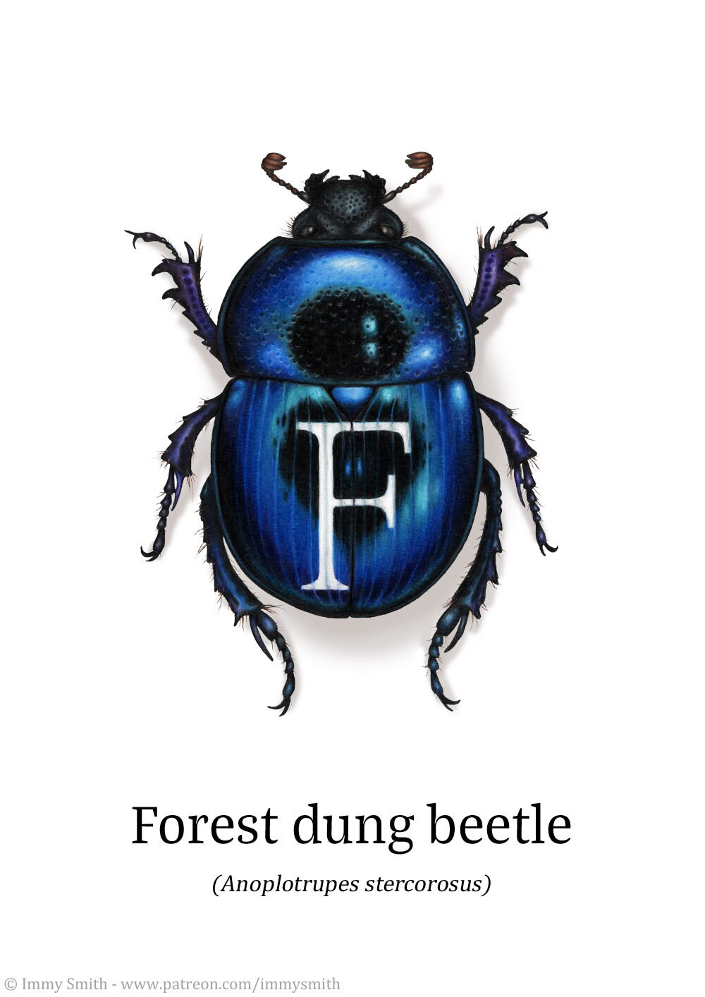 Alphabeetles A4 Individual Letter Matte Prints Limited Edition Sciart ...
