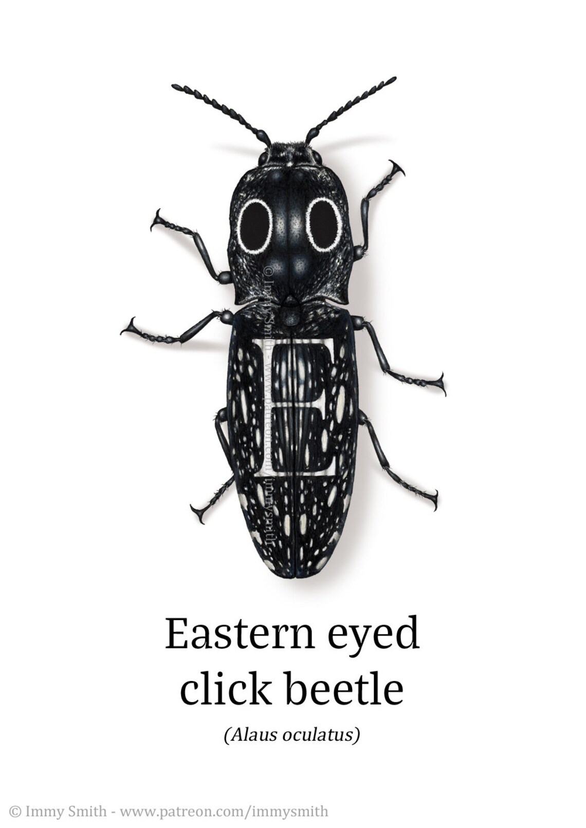 Alphabeetles A4 Individual Letter Matte Prints Limited Edition Sciart ...