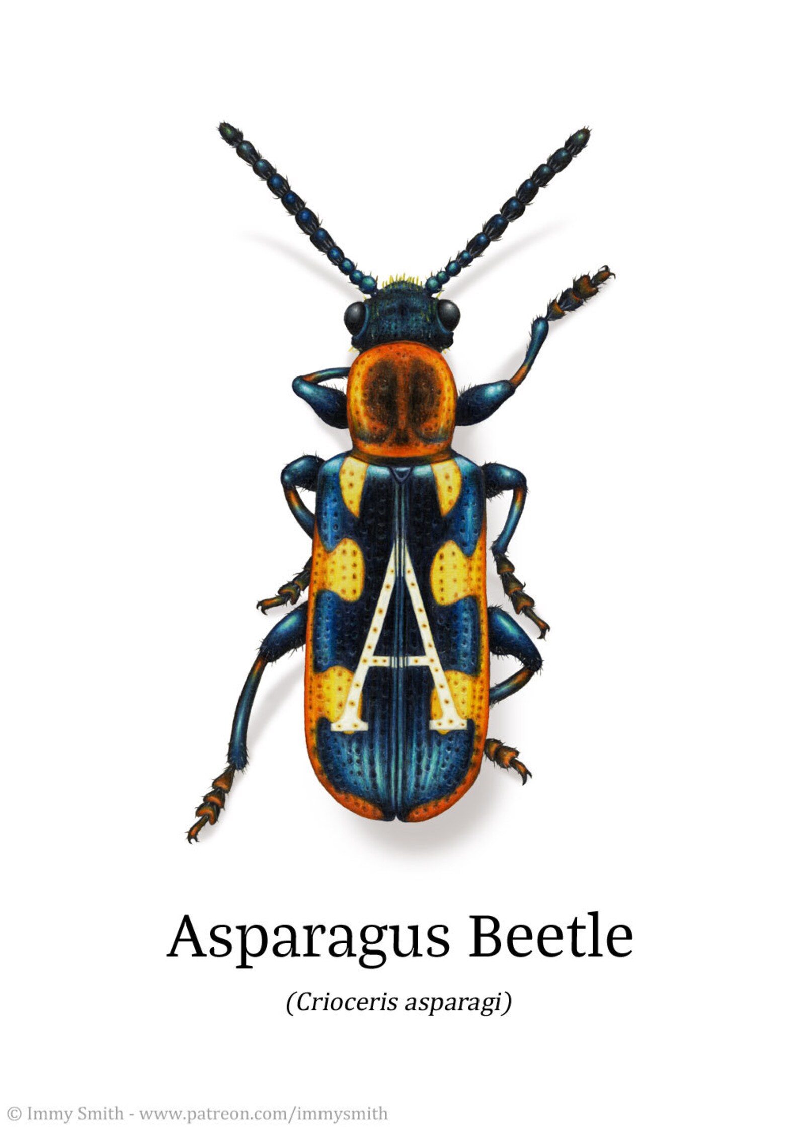 Alphabeetles A4 Individual Letter Matte Prints Limited Edition Sciart ...