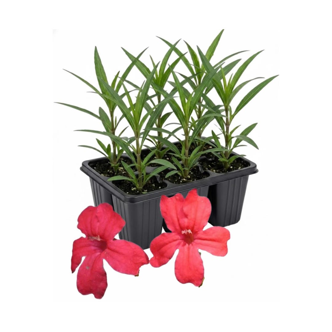 Brazilian Red Ruellia Plants - Set of 6 - Compact Flowering Perennial ...