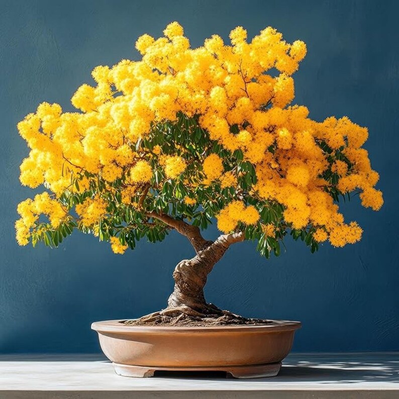American Senna Bonsai Seeds | Rare Flowering Tree for Home Garden - Etsy