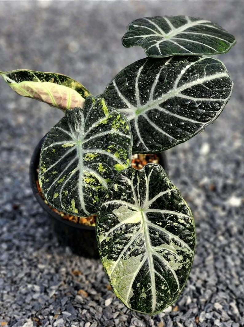 Alocasia Black Velvet Ninja Albo Variegated Planting Corms Indoor ...