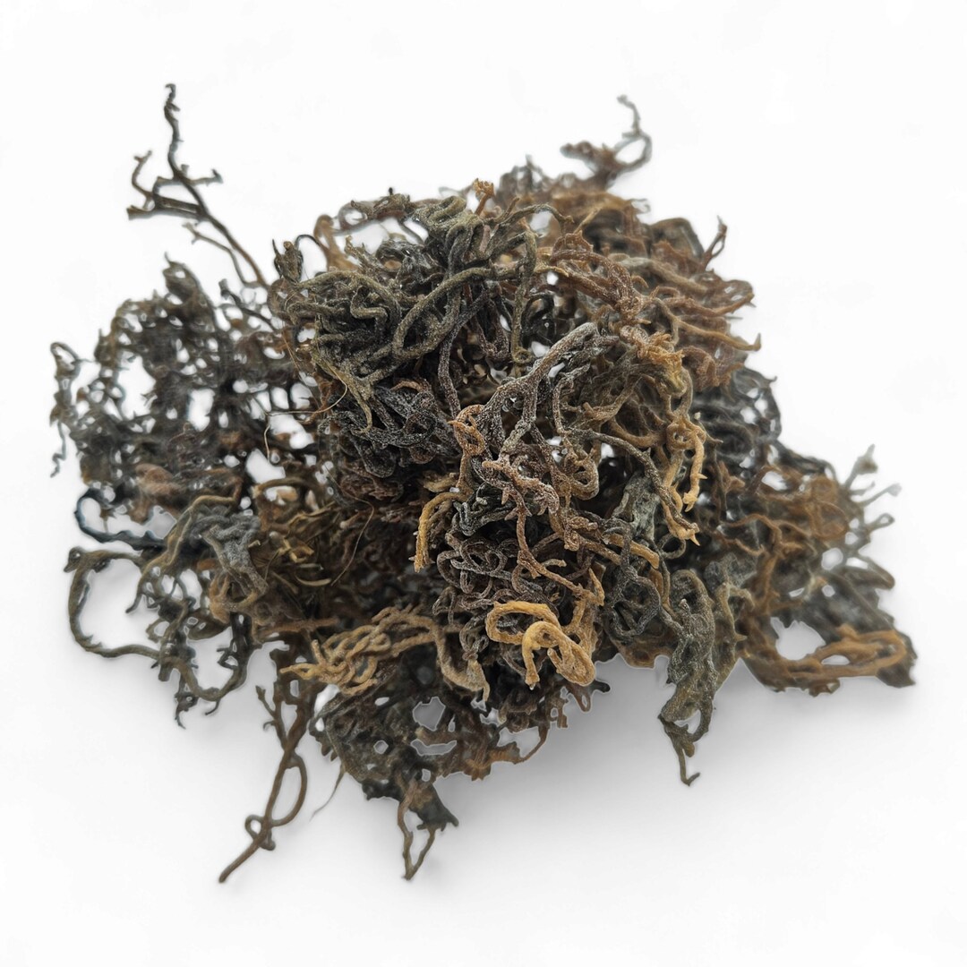 Raw Wildcrafted African Sea Moss 1 Lb - Etsy