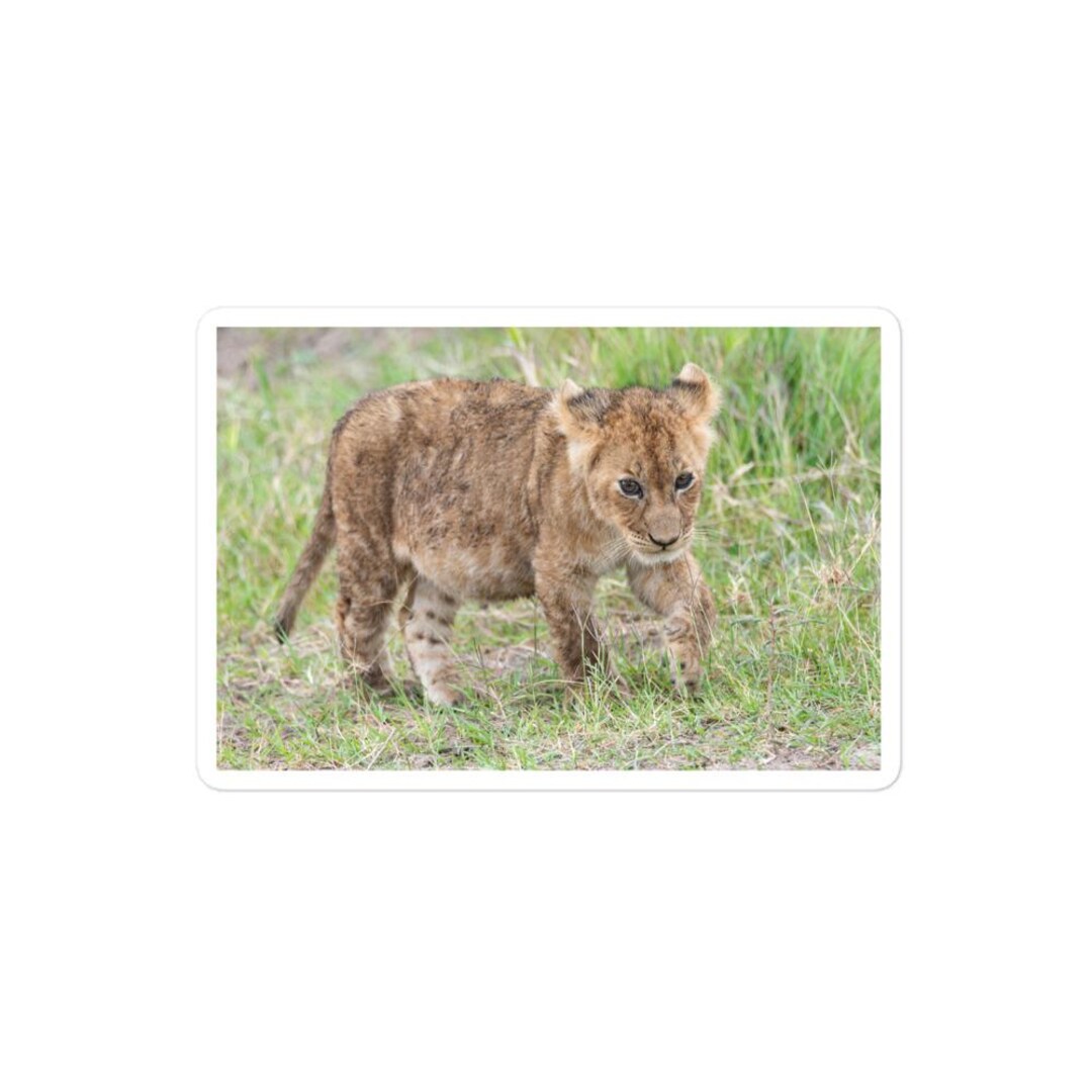 Baby Lion Cub Sticker, Vinyl Decal, Wildlife Photography - Etsy