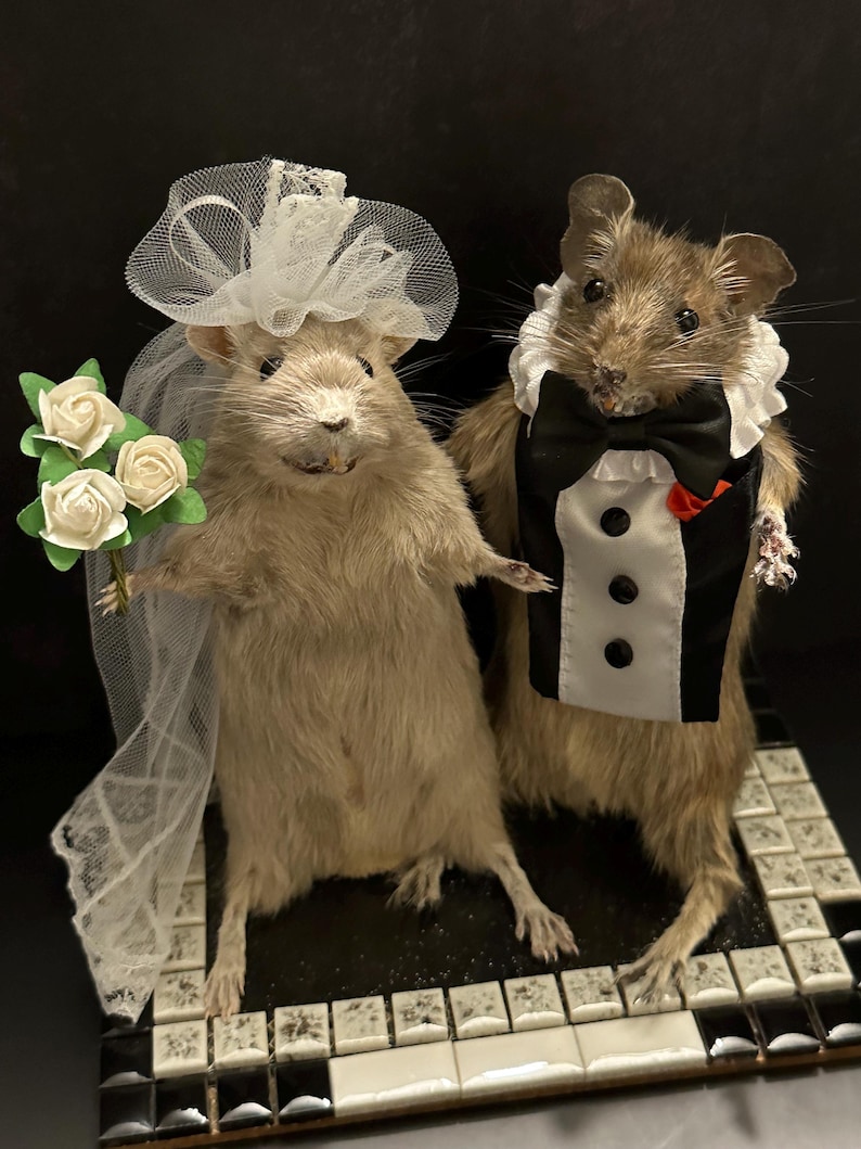 Taxidermy Wedding Couple – Gerbil Bride & Degu Groom – Funny Wedding ...