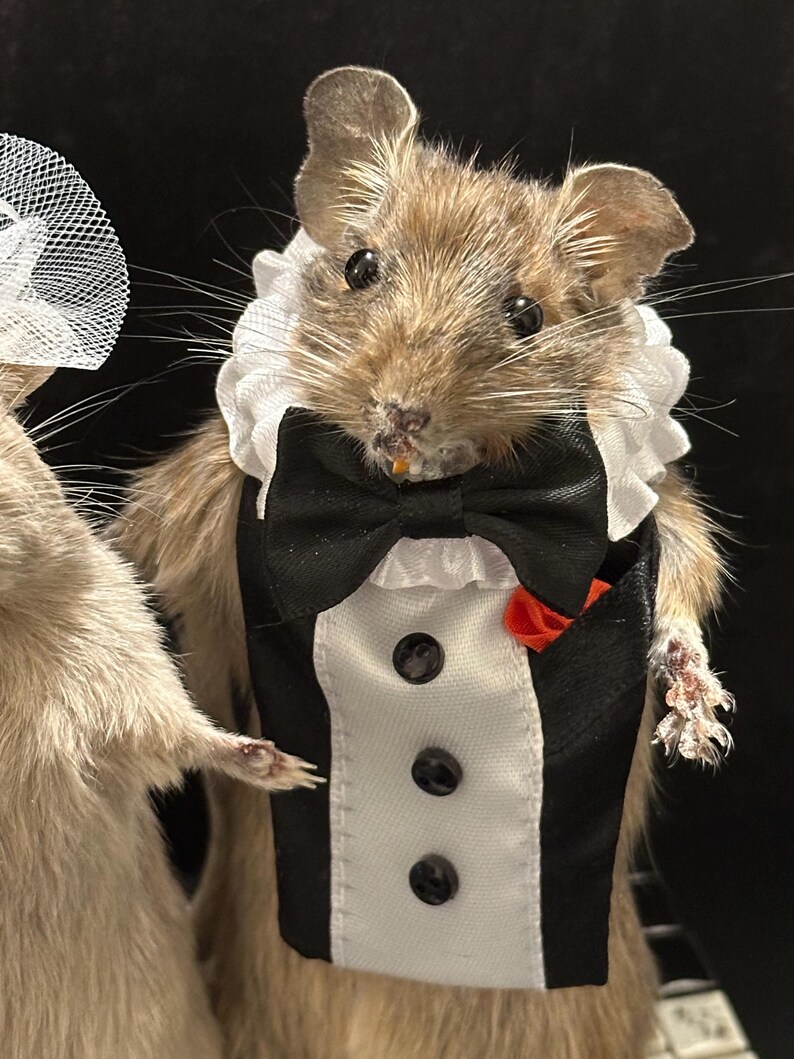 Taxidermy Wedding Couple – Gerbil Bride & Degu Groom – Funny Wedding ...