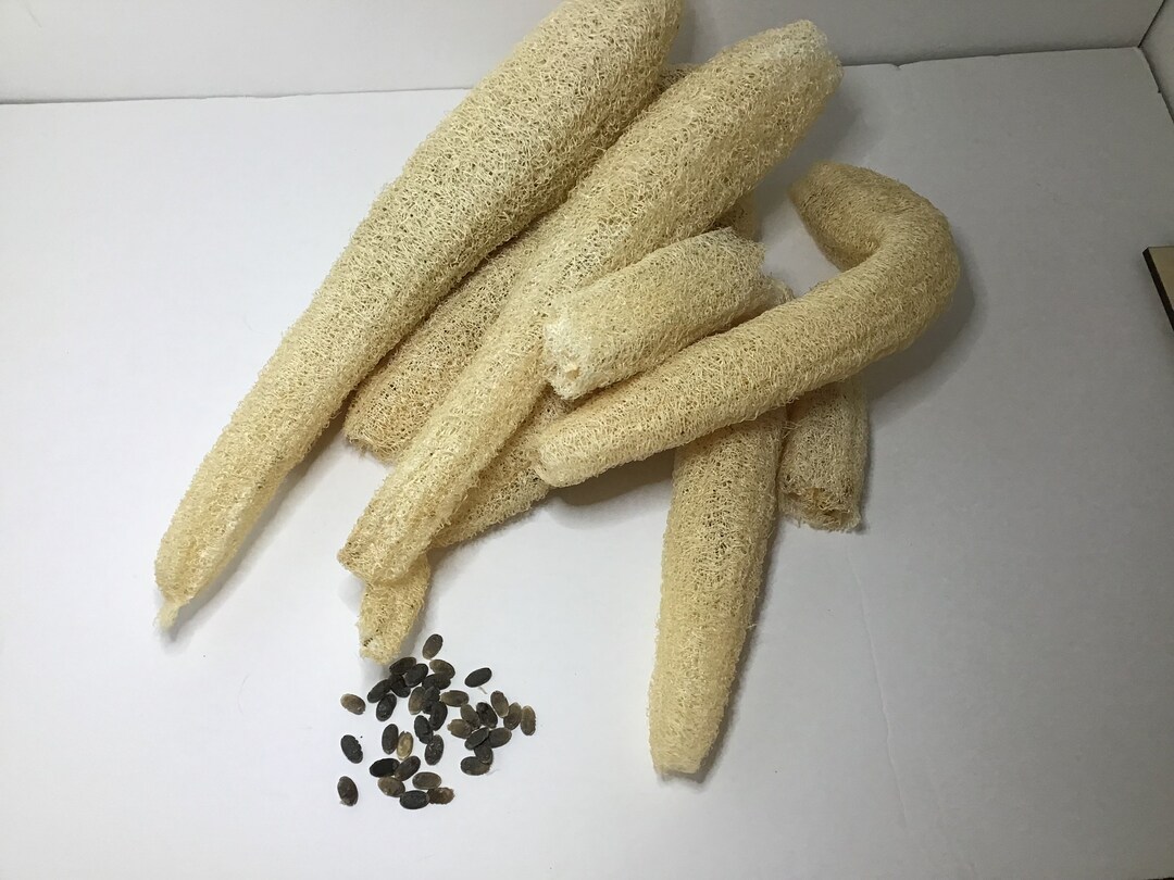 Luffa Loofah Luffah Loofa Loufa Sponge Gourd SEEDS - Etsy