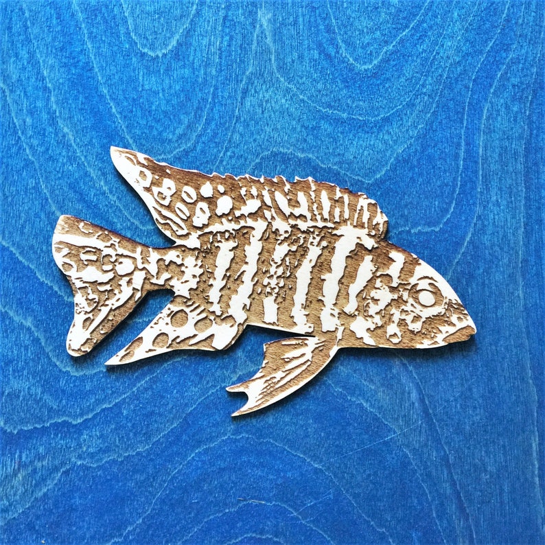 African Cichlid Fish OB Peacock Wall ART 20'' - Etsy