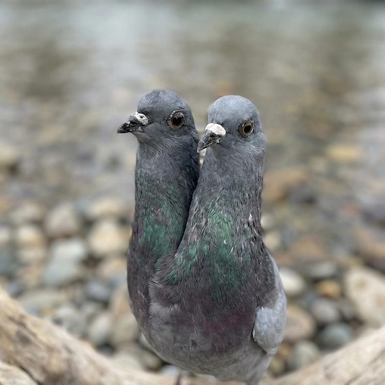 Two Headed Grey Pigeon | Rogue Taxidermy Art | Bicephalic Rock Dove ...