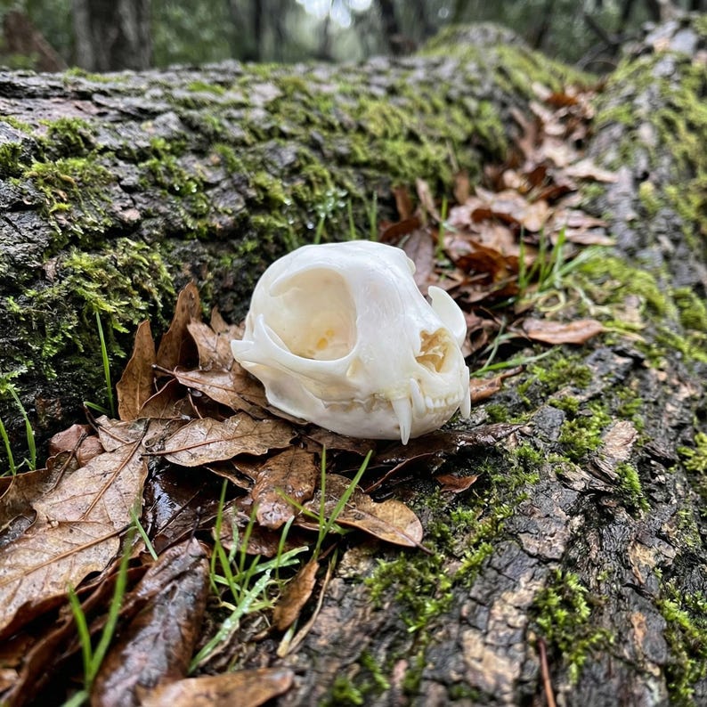 Real Bobcat Skull - Ethically Sourced | Taxidermy Bone | Oddities and ...