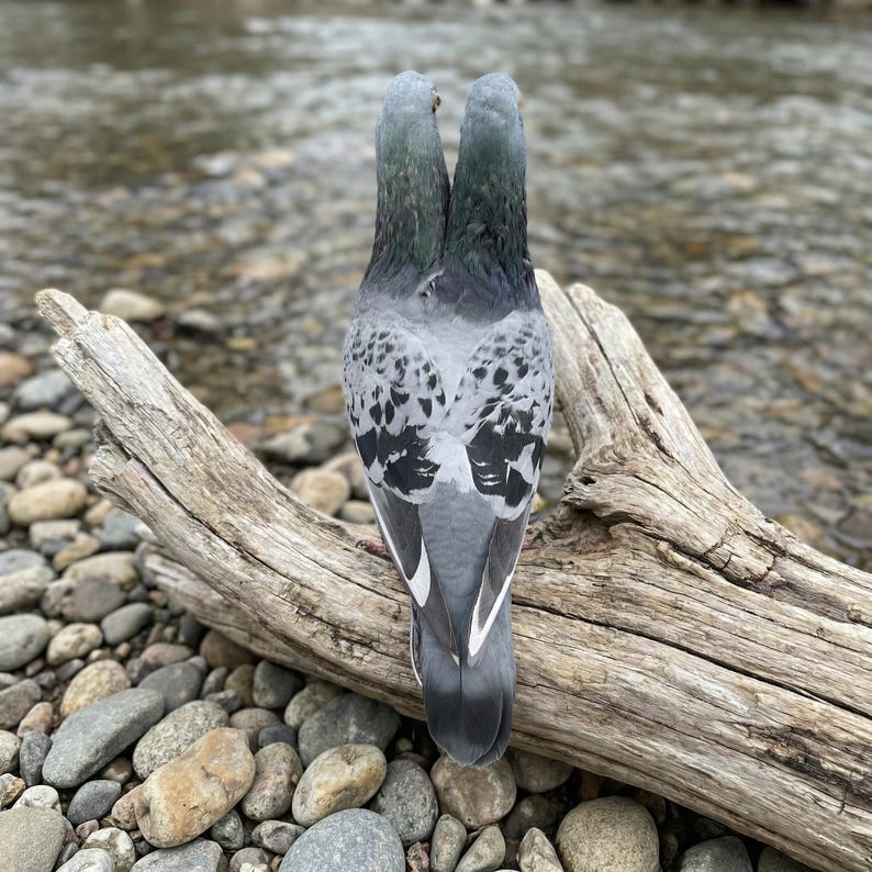 Two Headed Grey Pigeon | Rogue Taxidermy Art | Bicephalic Rock Dove ...