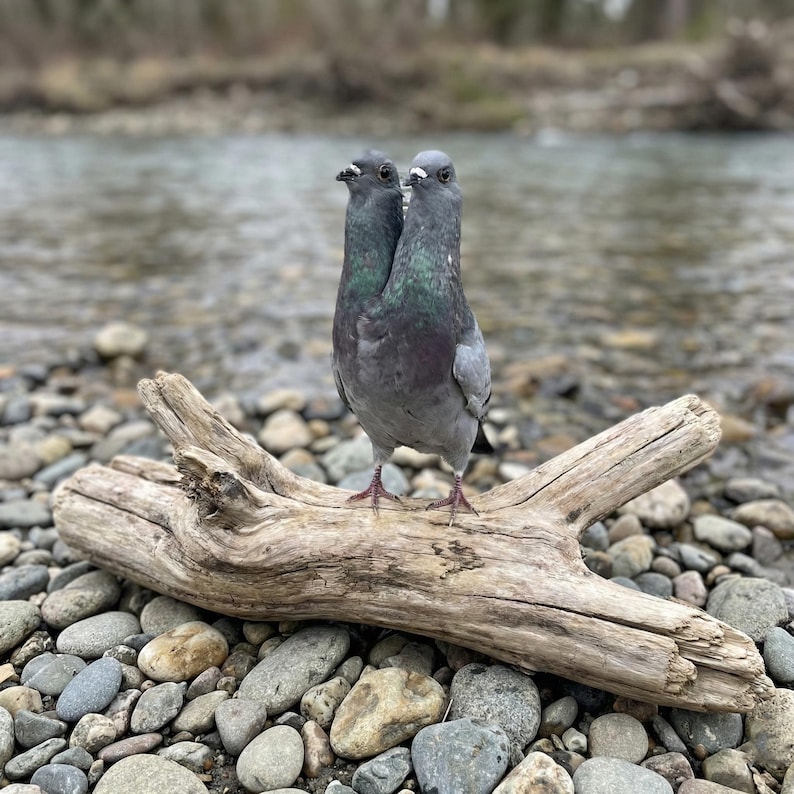 Two Headed Grey Pigeon | Rogue Taxidermy Art | Bicephalic Rock Dove ...