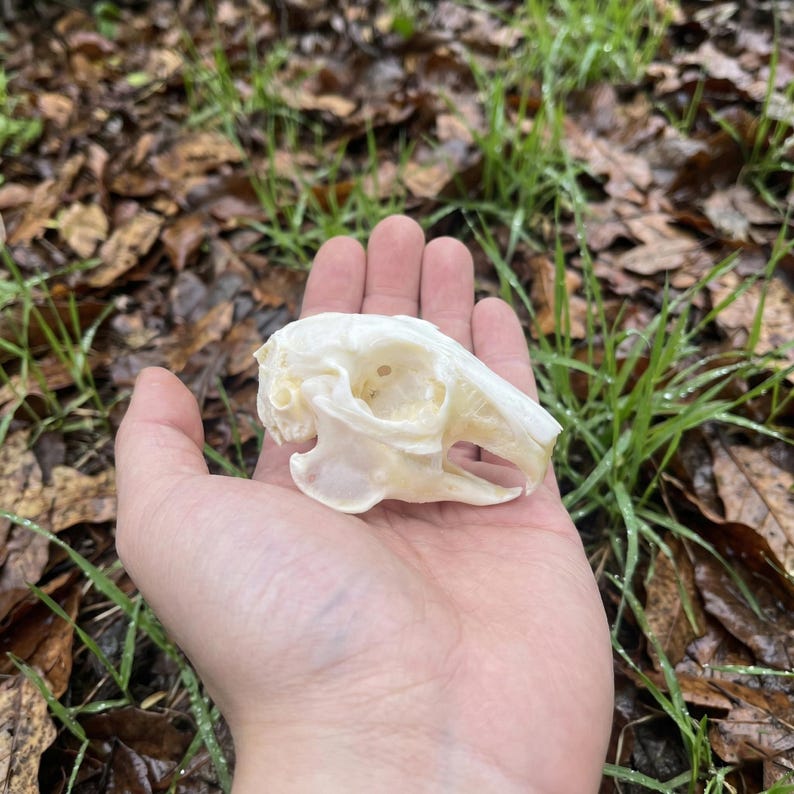 Real Rabbit Skull - Ethically Sourced | Taxidermy Bone | Oddities and ...